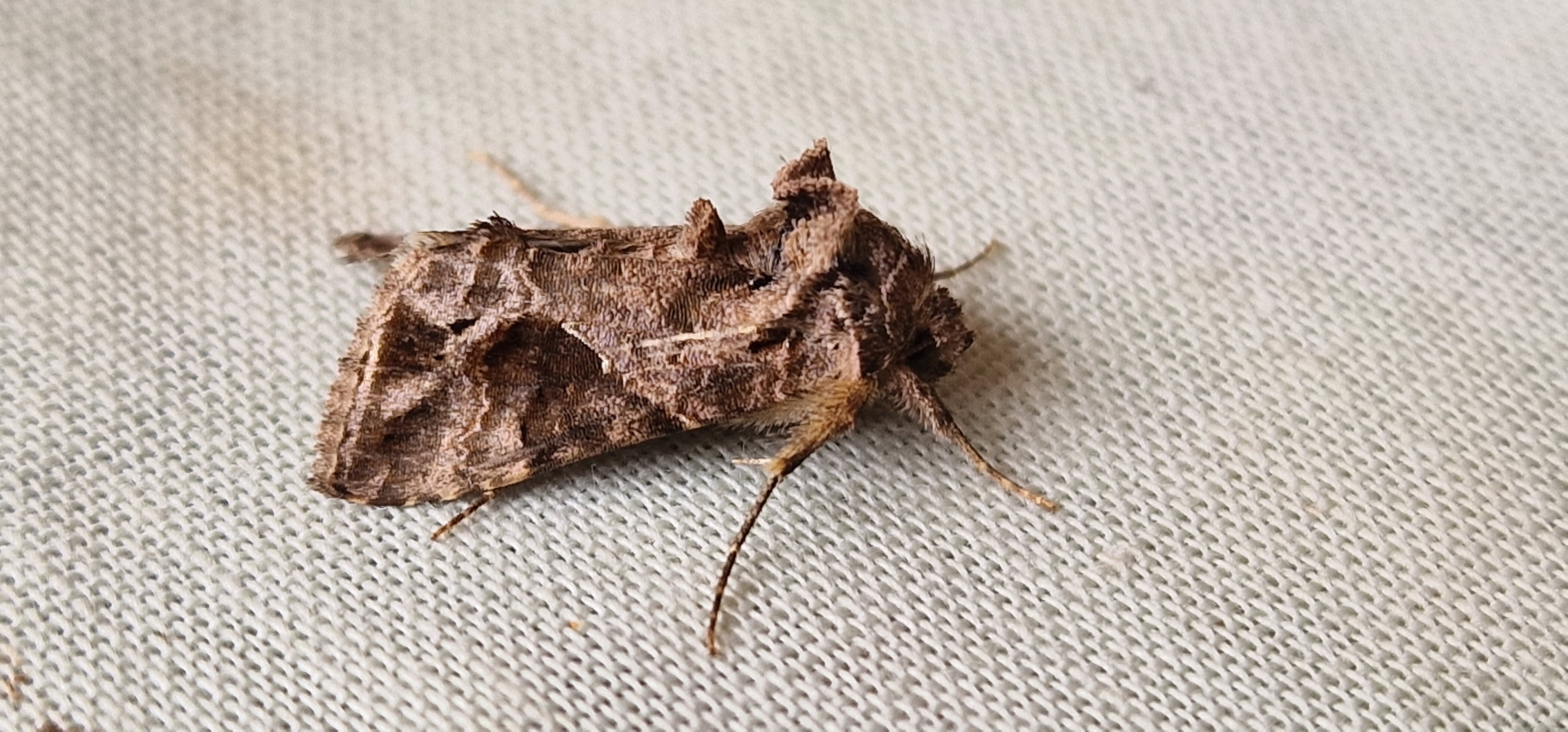 Well I think some of that rain got into the brain – Doc.B's Nature Blog